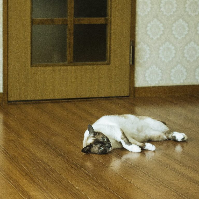 SQUEEZE - Web Design Studio